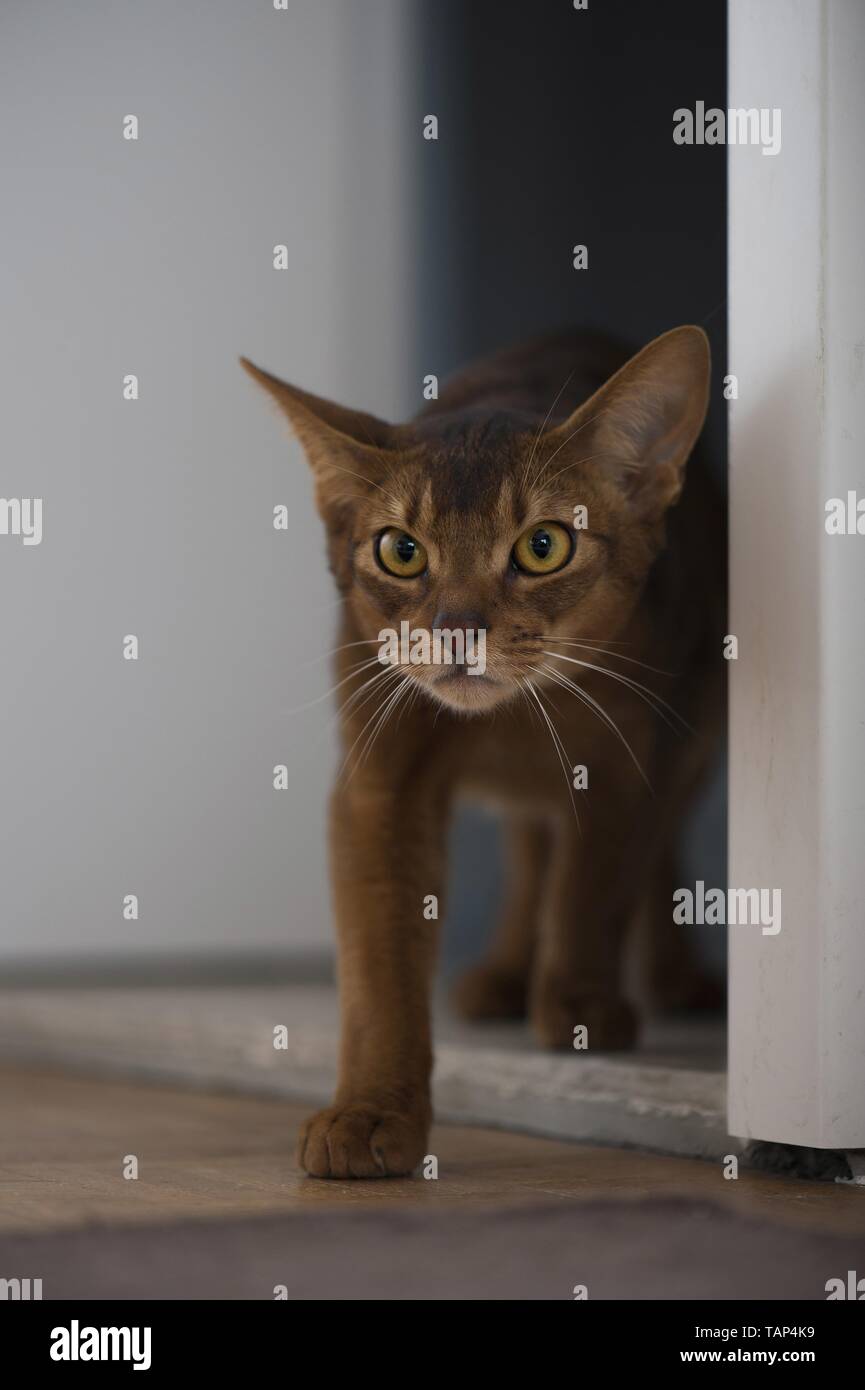 Cat creeping inside hi-res stock photography and images - Alamy