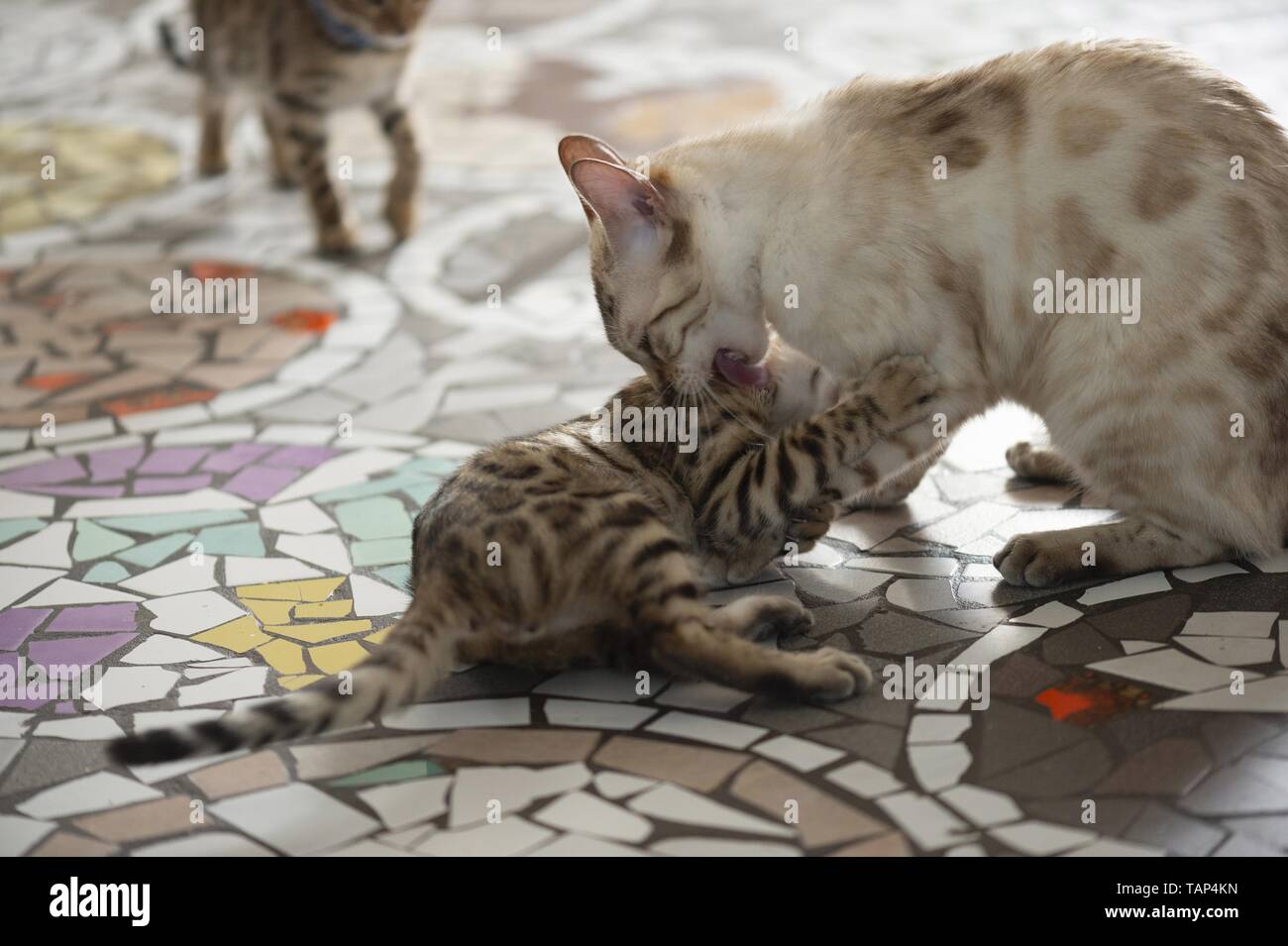 playing Bengal Cats Stock Photo - Alamy