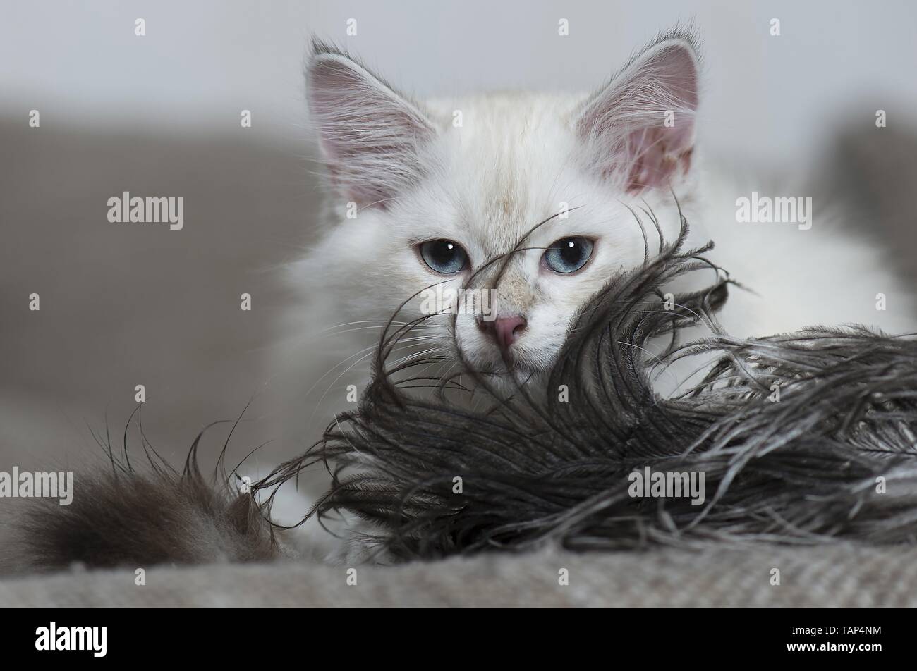 Neva masquerade baby hi-res stock photography and images - Alamy