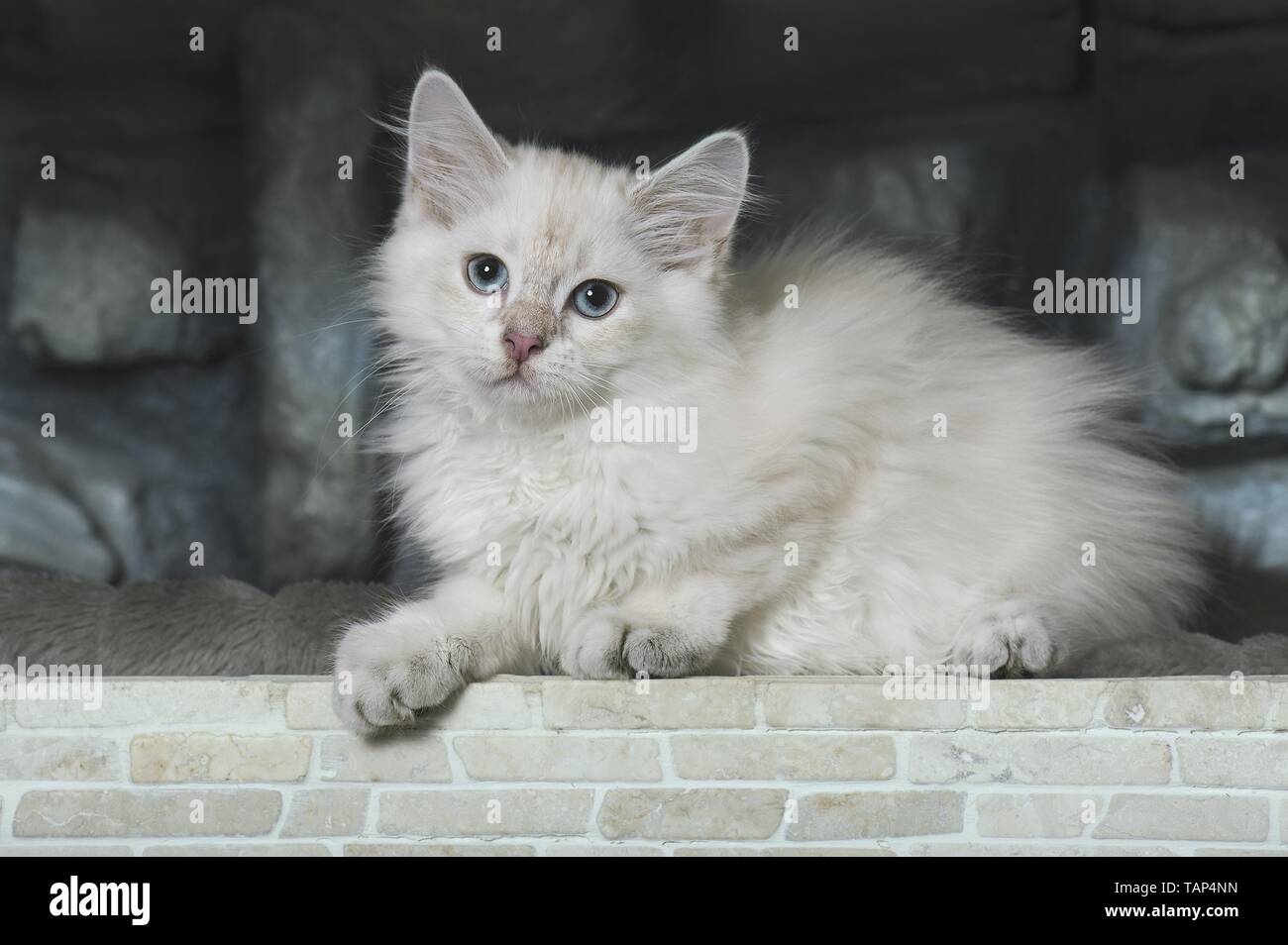 Neva masquerade baby hi-res stock photography and images - Alamy