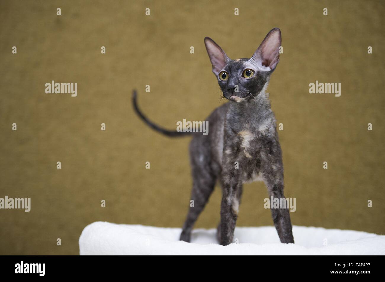 Cornish mammals hi-res stock photography and images - Alamy