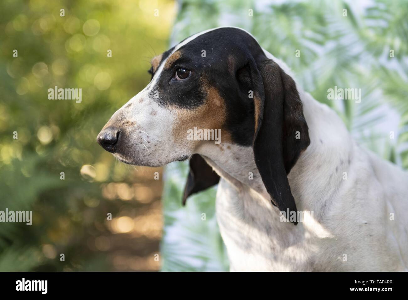 Segugio Ariegeois Portrait Stock Photo - Alamy