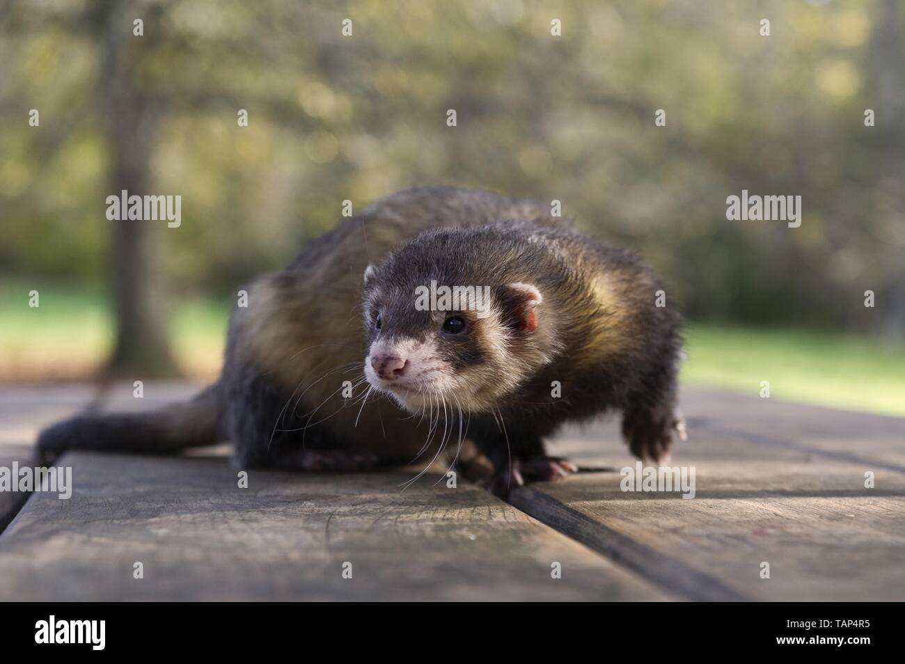 Ferret walking walk hi-res stock photography and images - Alamy