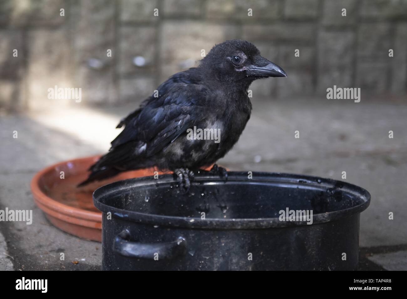 Fledgling crows hi-res stock photography and images - Alamy