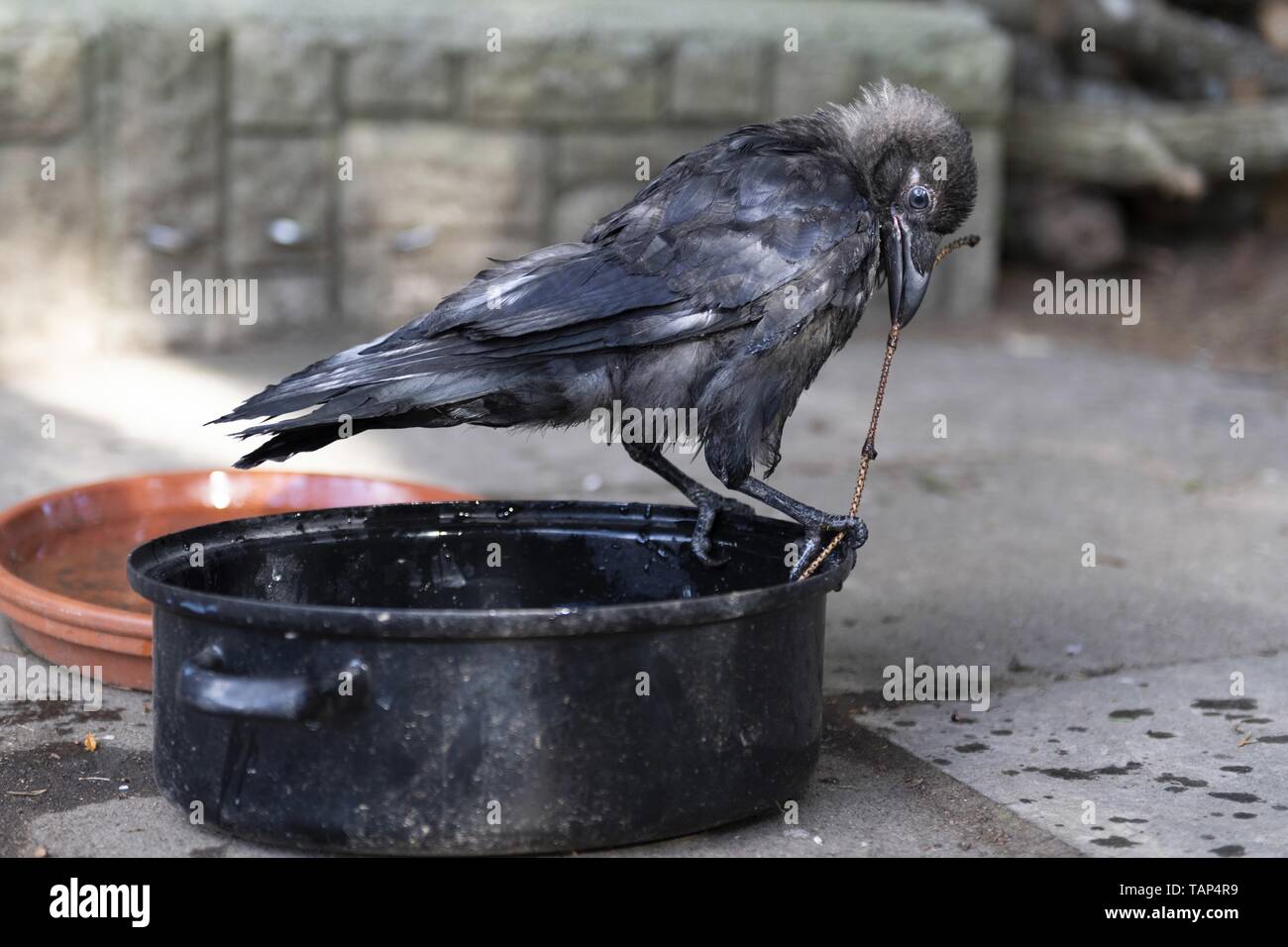 Fledgling crows hi-res stock photography and images - Alamy