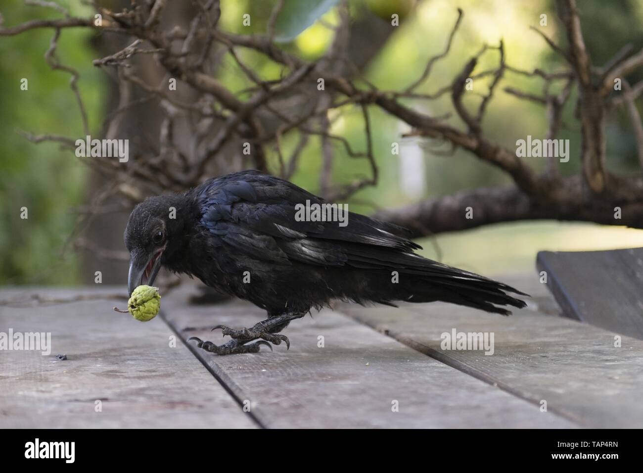 Fledgling crows hi-res stock photography and images - Alamy