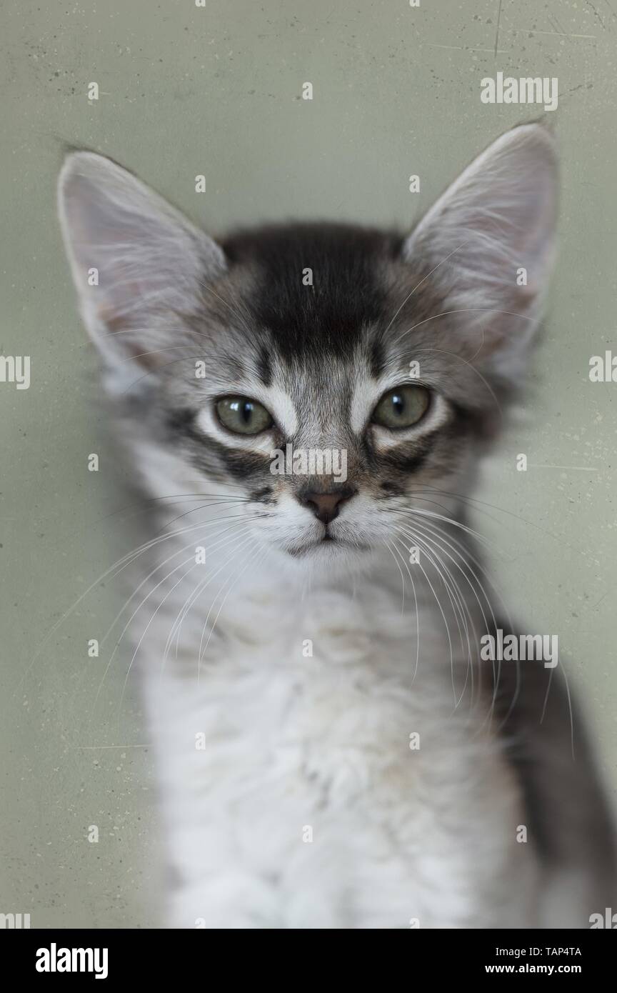 Somalian cat portrait hi-res stock photography and images - Alamy