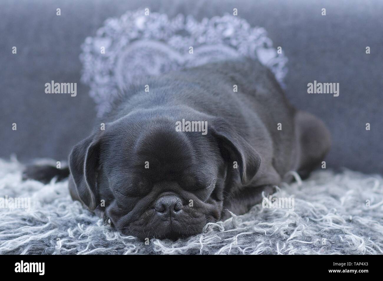 Sleeping pug hi-res stock photography and images - Alamy