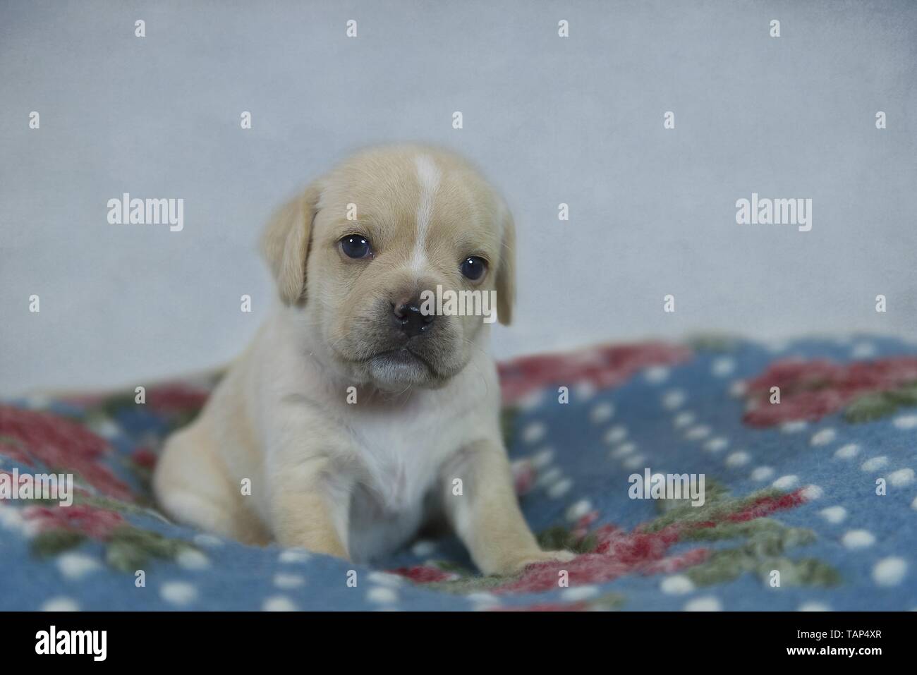 Puggle Puppy High Resolution Stock Photography and Images - Alamy