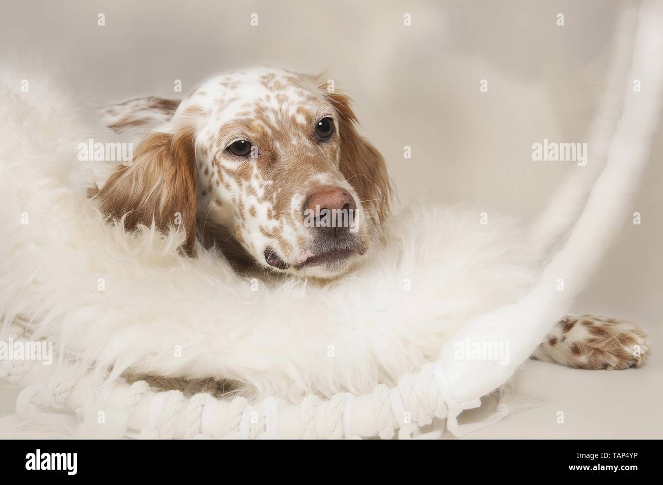 lying English Setter Stock Photo - Alamy