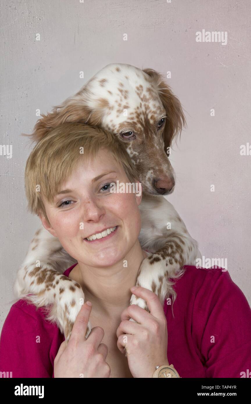 English red setter hi-res stock photography and images - Alamy