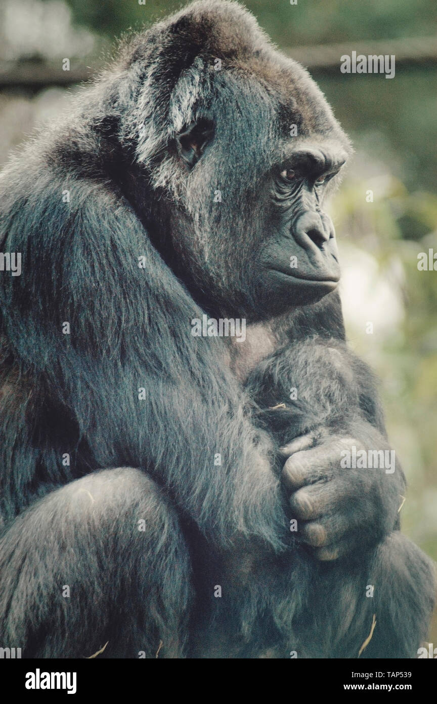 Säubern hi-res stock photography and images - Alamy