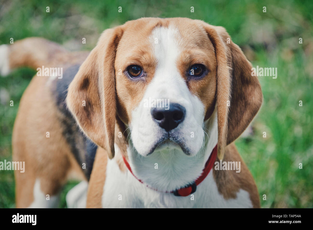 Hunting with beagle hi-res stock photography and images - Alamy
