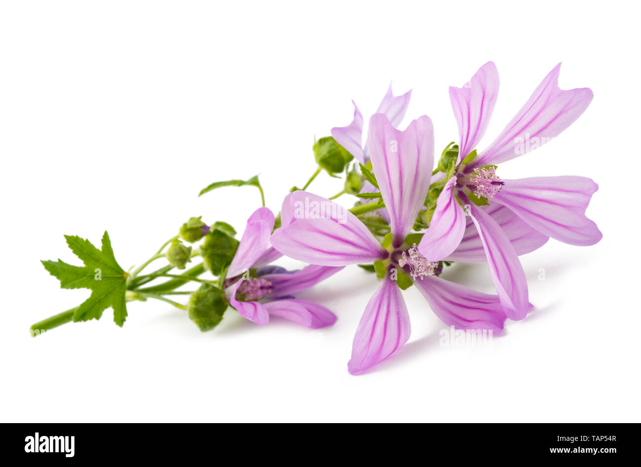 Mallow flowers isolated on white background Stock Photo - Alamy