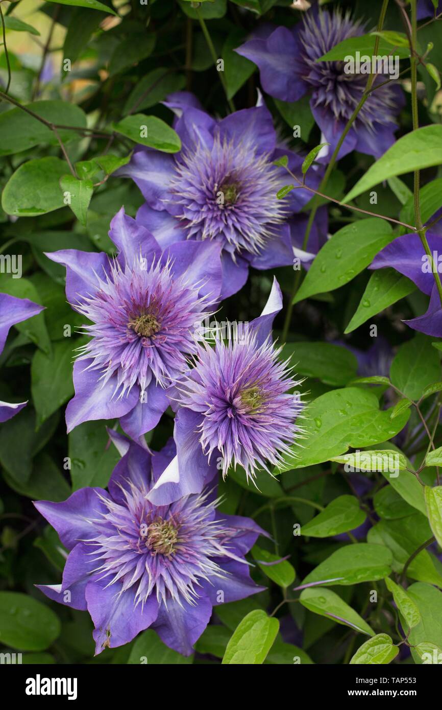 Clematis multi blue hi-res stock photography and images - Alamy