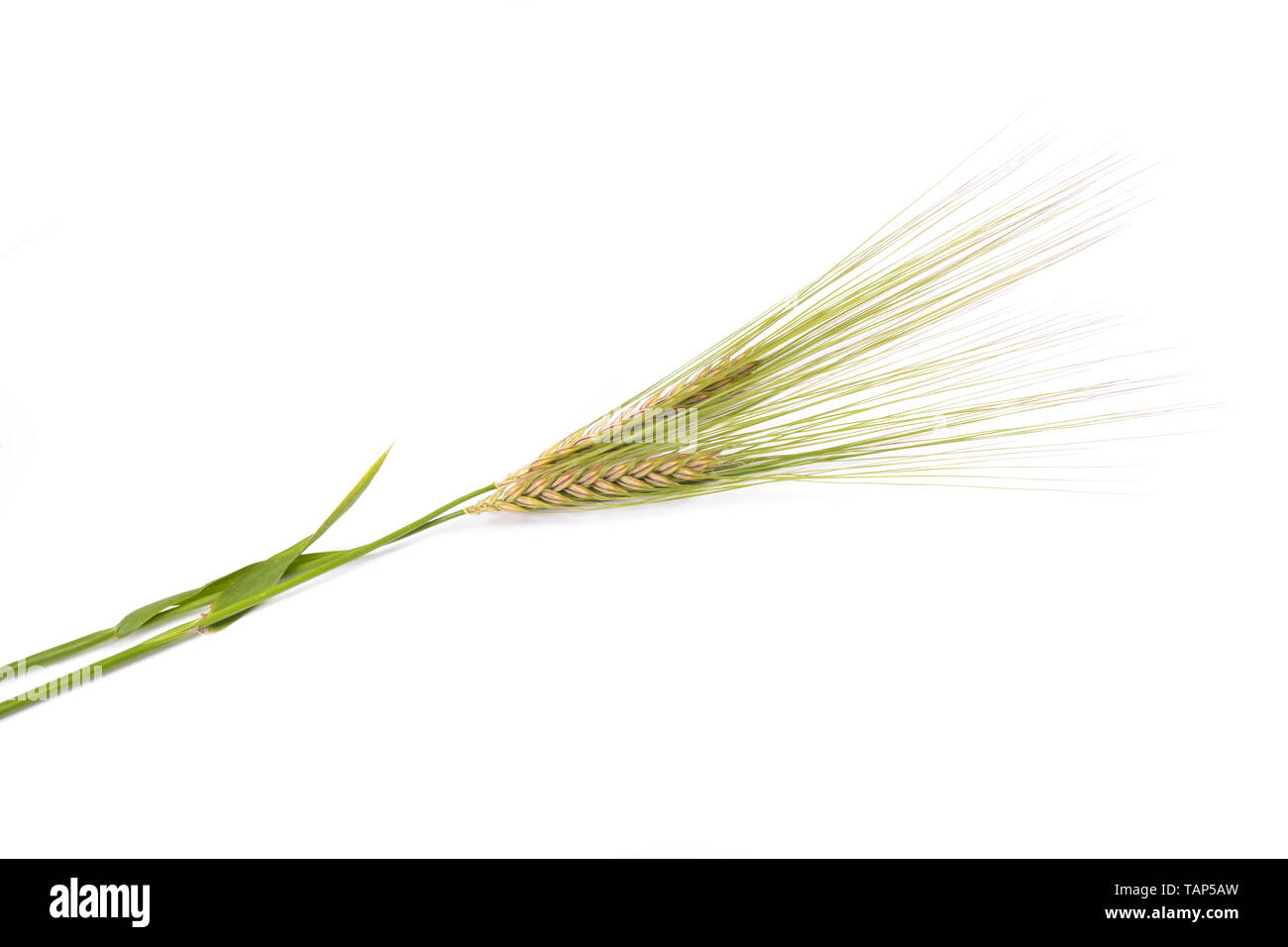 Barley ears hi-res stock photography and images - Alamy
