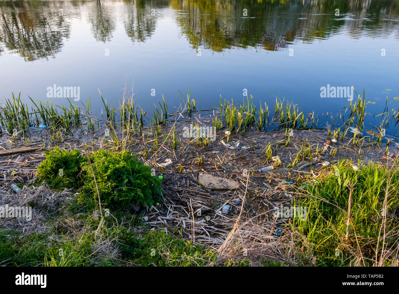 River pollution. Plastic bottles and other litter and rubbish in reeds ...