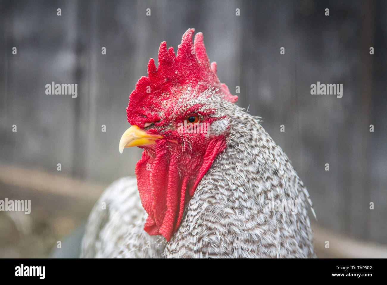 Free range Amrock chicken rooster Stock Photo - Alamy