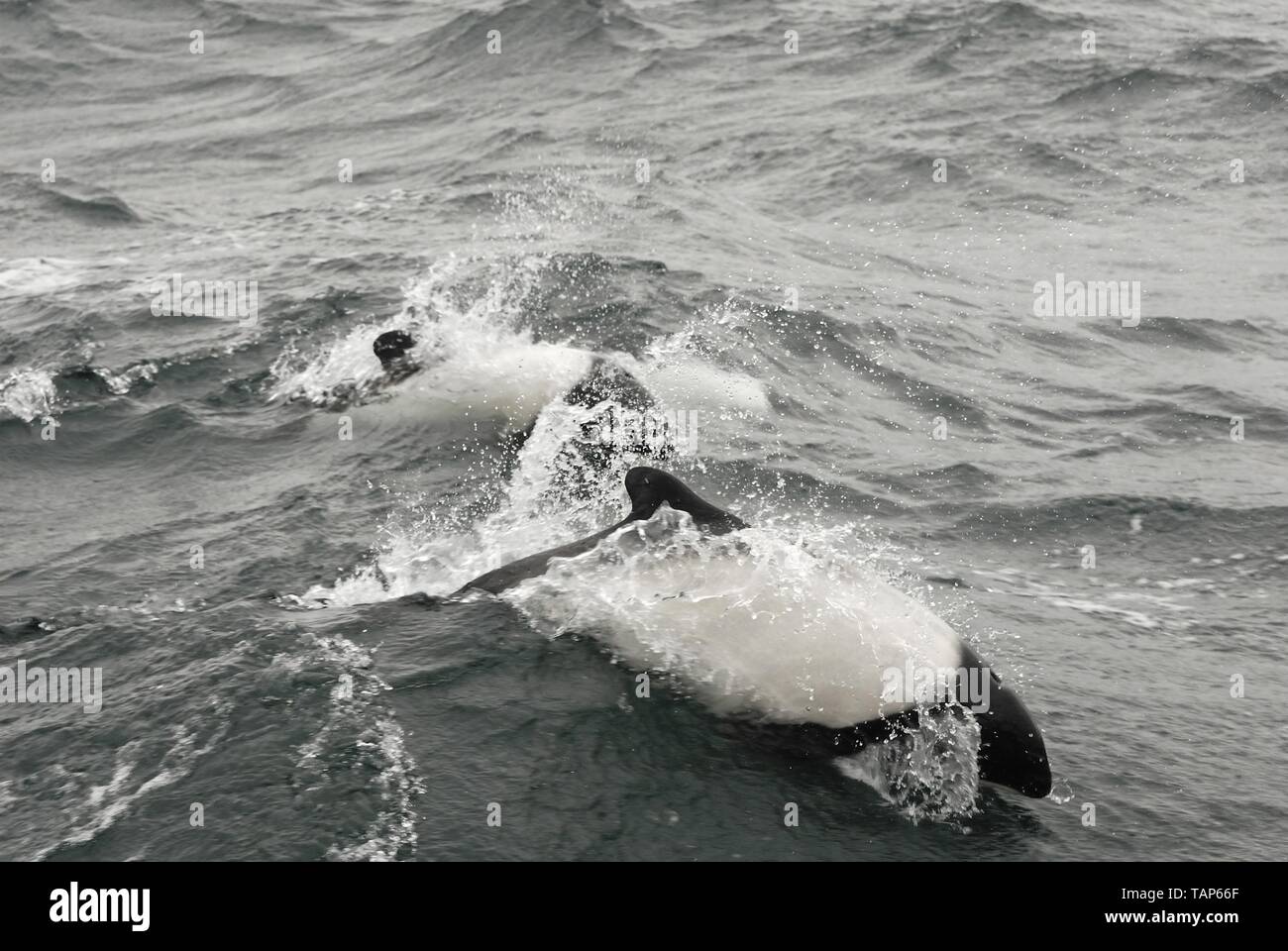 Panda dolphin hi-res stock photography and images - Alamy