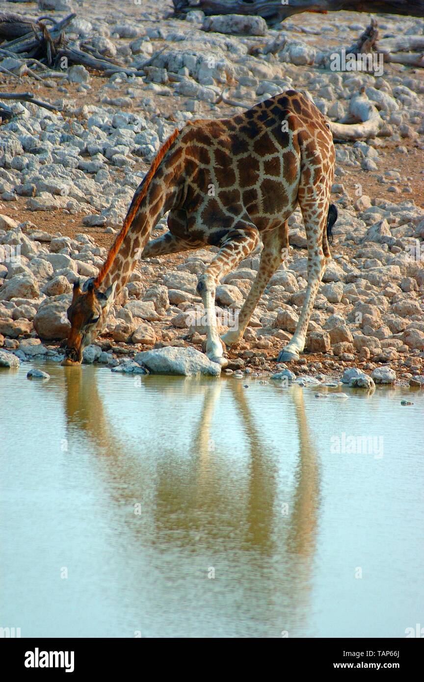 Giraffe drinks drink water hi-res stock photography and images - Alamy