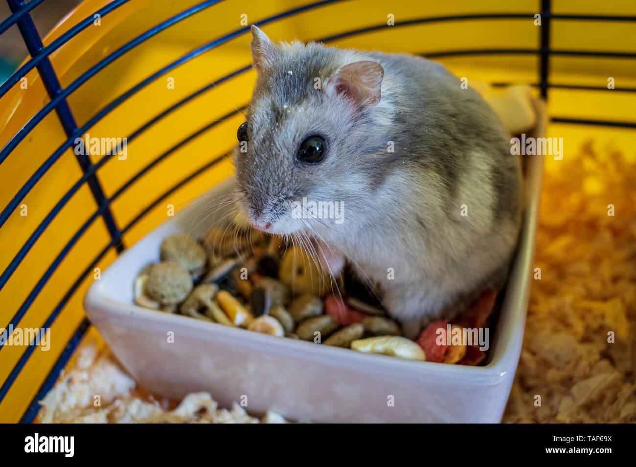 Hamster Food Bowl