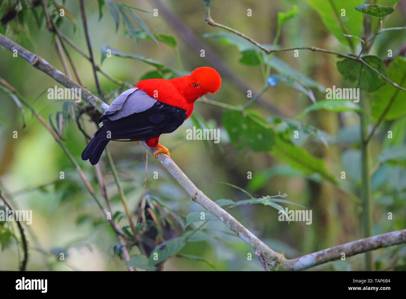 Male Andean cock-of-the-rock displaying at a traditional lekking site ...