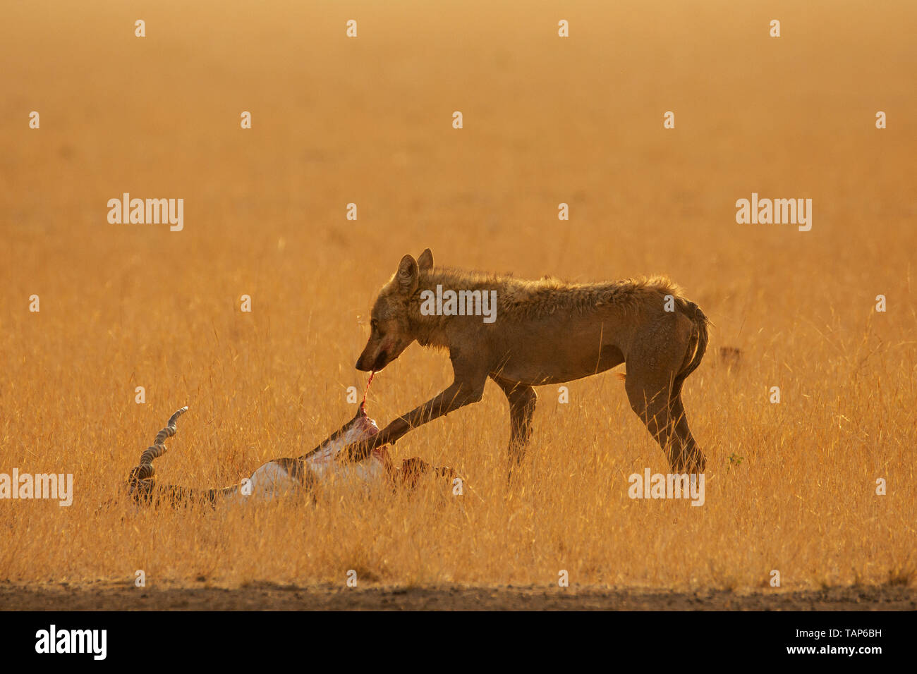 Wolf kill hi-res stock photography and images - Alamy