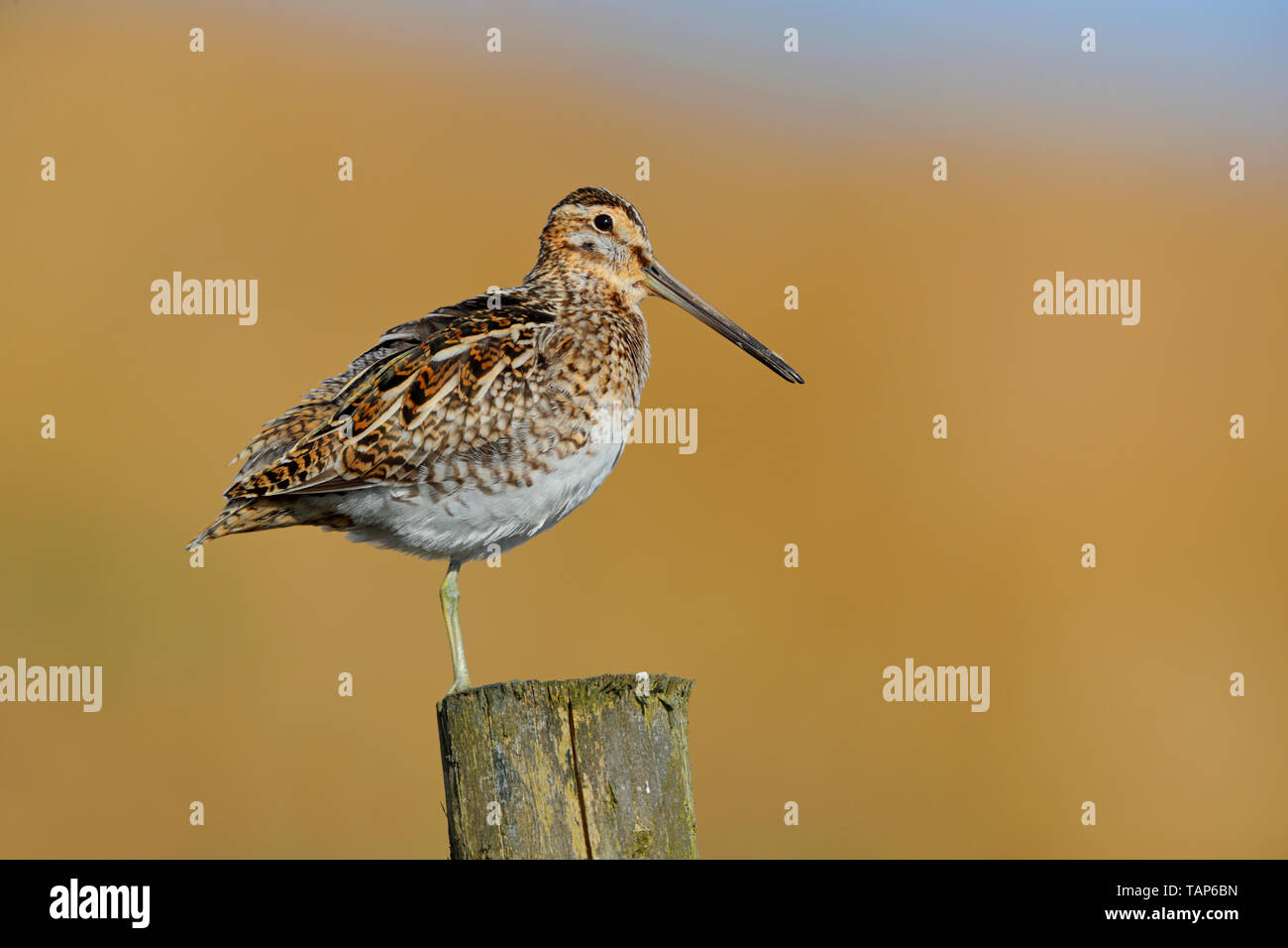The snipe hi-res stock photography and images - Alamy