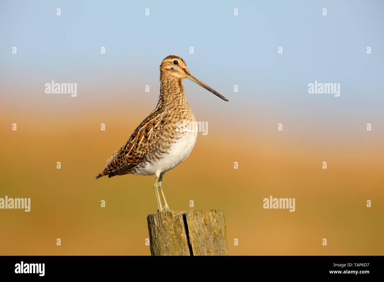 Snipe Bird High Resolution Stock Photography and Images - Alamy
