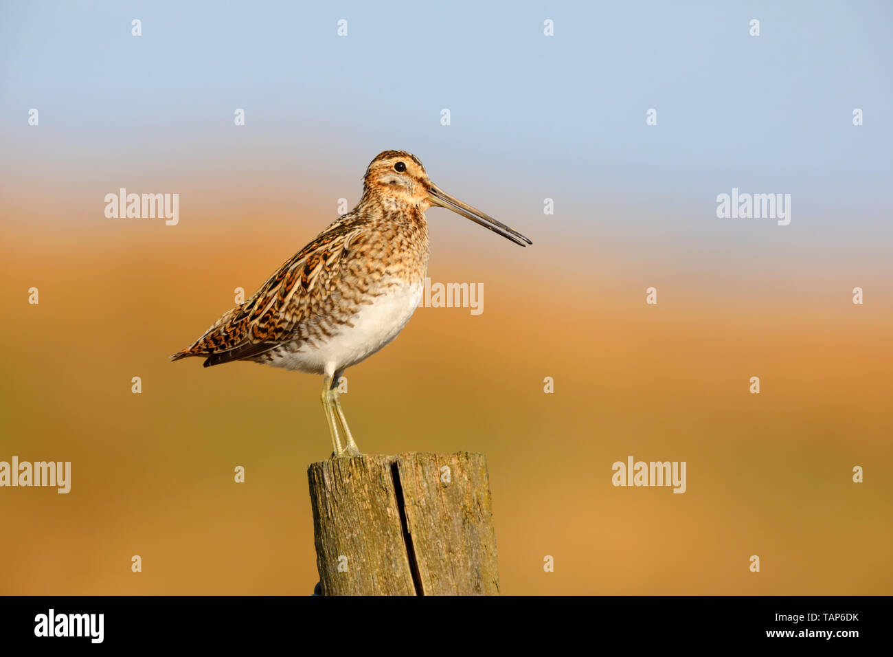 Snipe Bird High Resolution Stock Photography and Images - Alamy