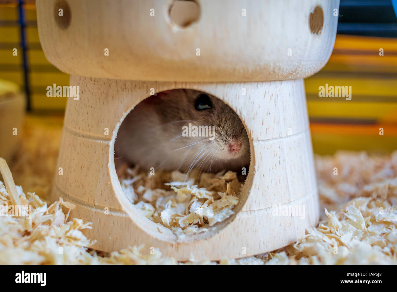 Hamster inside his cage hiding in his castle house Stock Photo - Alamy