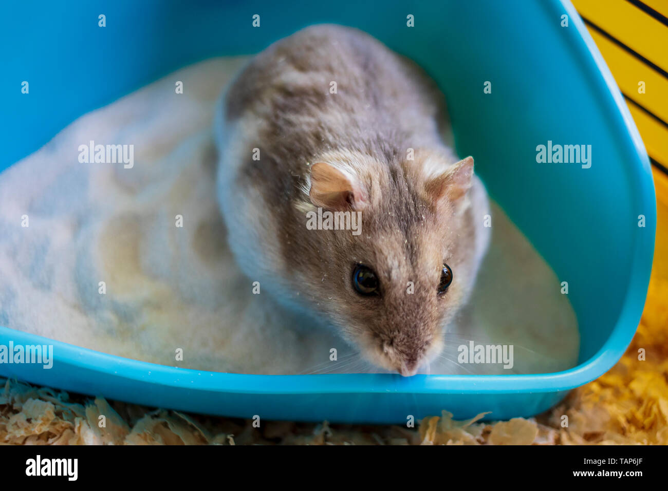 Hamster inside his cage sitting in his sandbox Stock Photo - Alamy