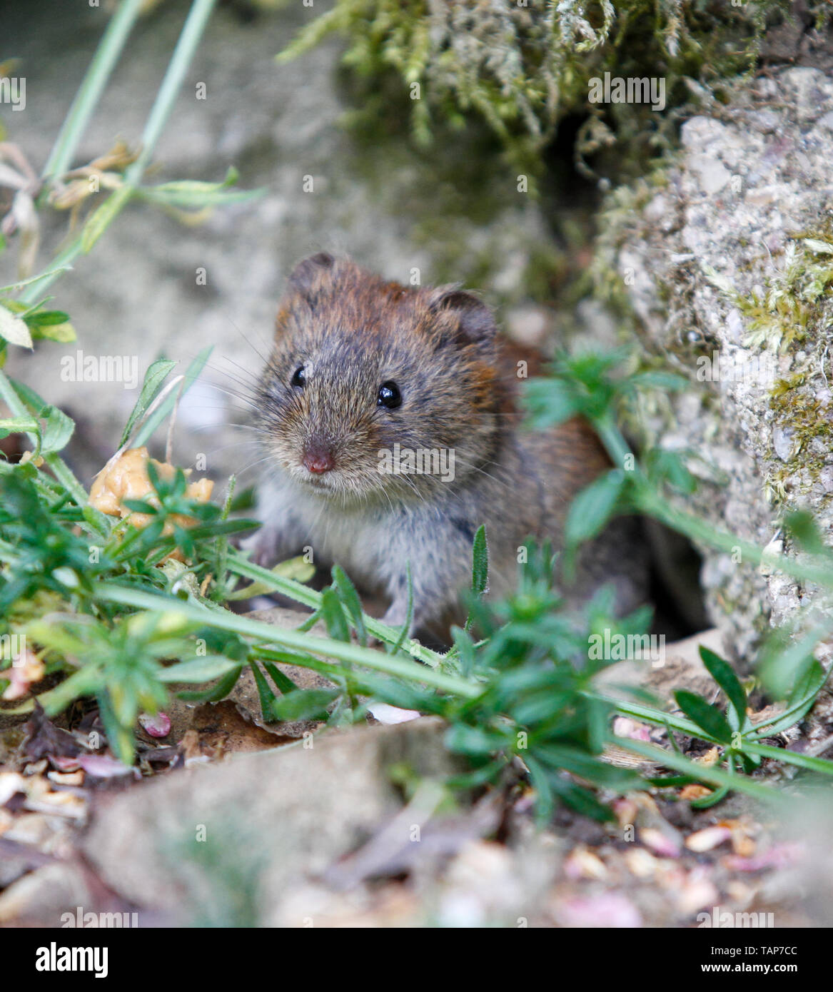 Bank Vole (Myodes glareolus Stock Photo - Alamy