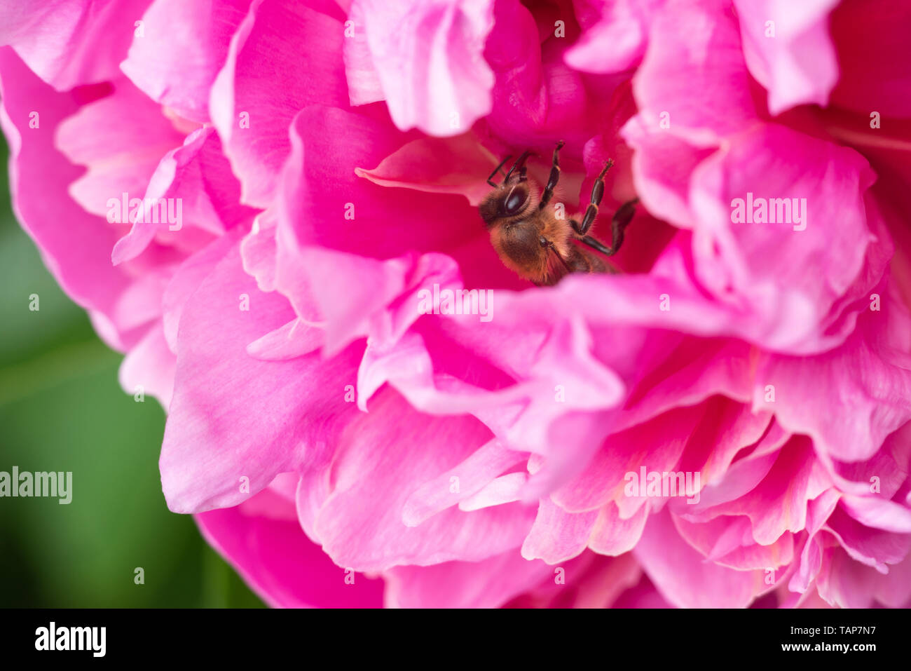 Peony pink flowers with bee Stock Photo - Alamy