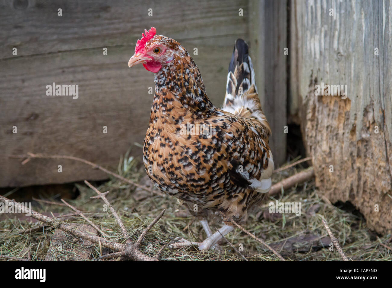 Stoapiperl - Steinpiperl - Steinhendl - chicken hen - critically endangered chicken breed from ...