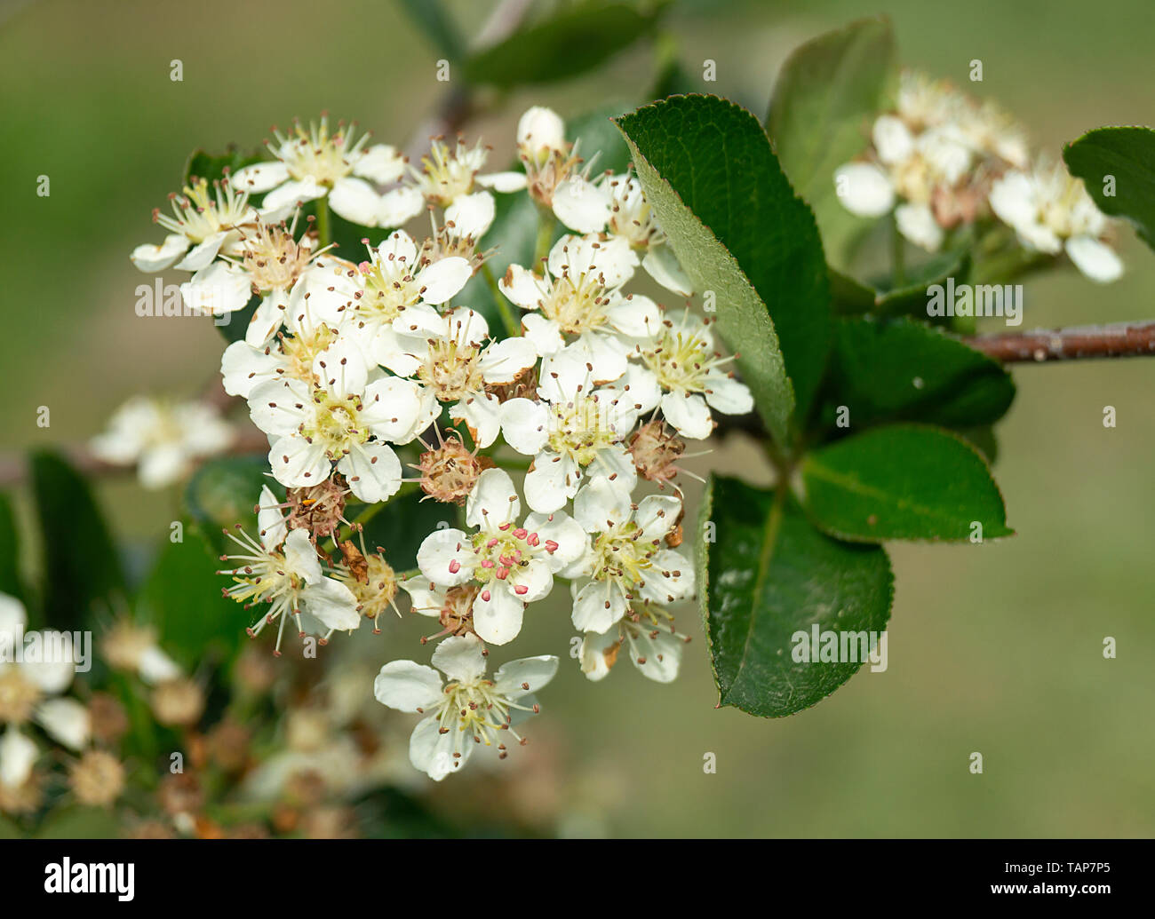 Blossom of black rowanberry at spring length of time on background ...