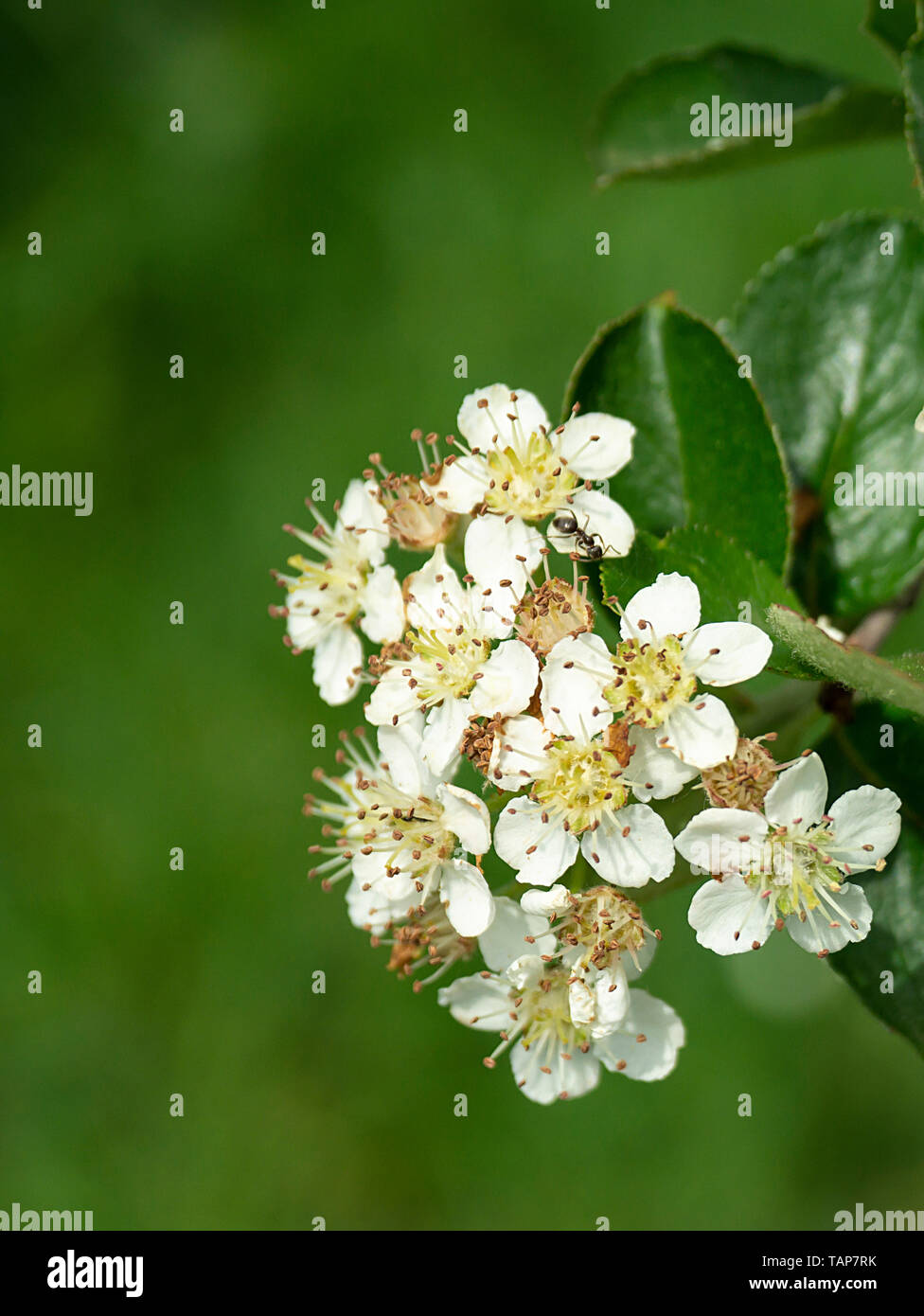 Blossom of black rowanberry at spring length of time on background ...