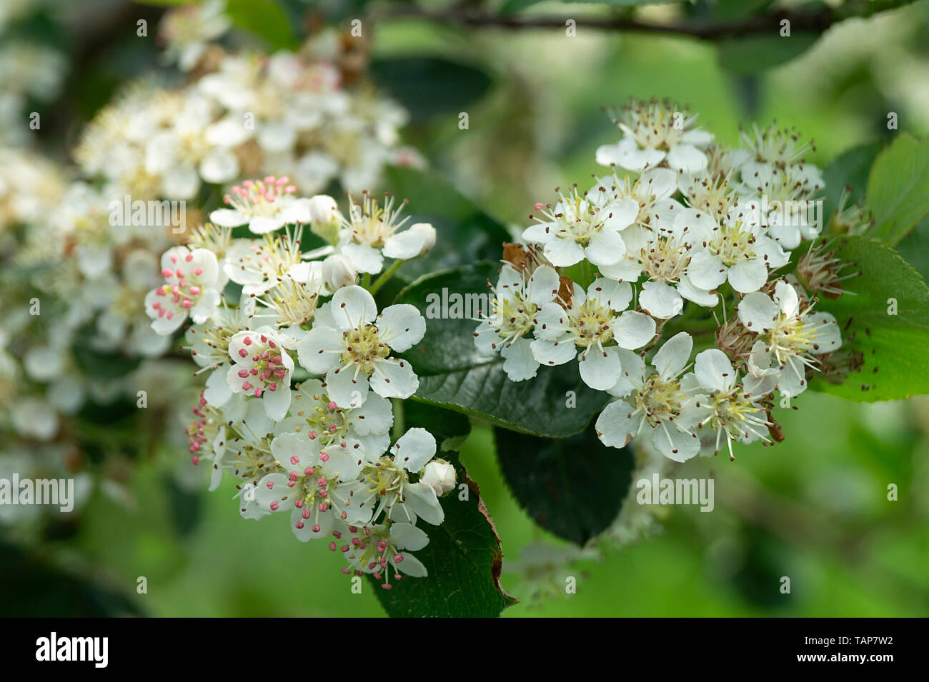 Blossom of black rowanberry at spring length of time on background ...