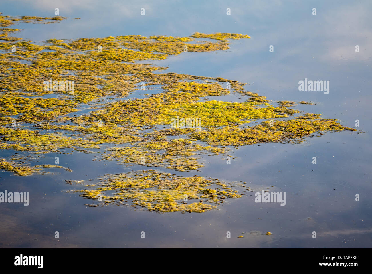 Slimy, green floating water algae on the pond surface. Green weeds ...