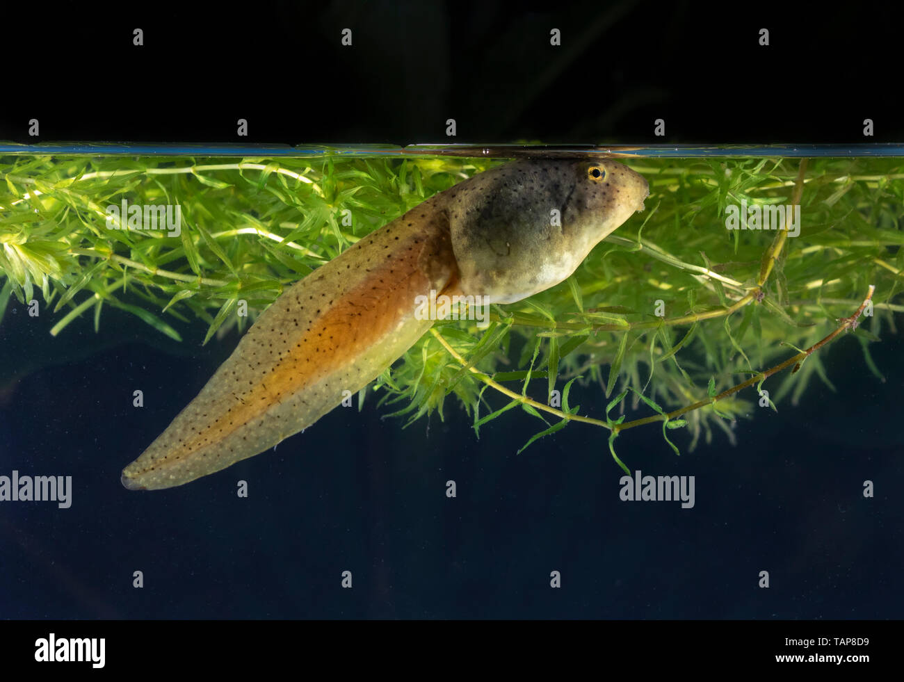 Bullfrog tadpole hi-res stock photography and images - Alamy