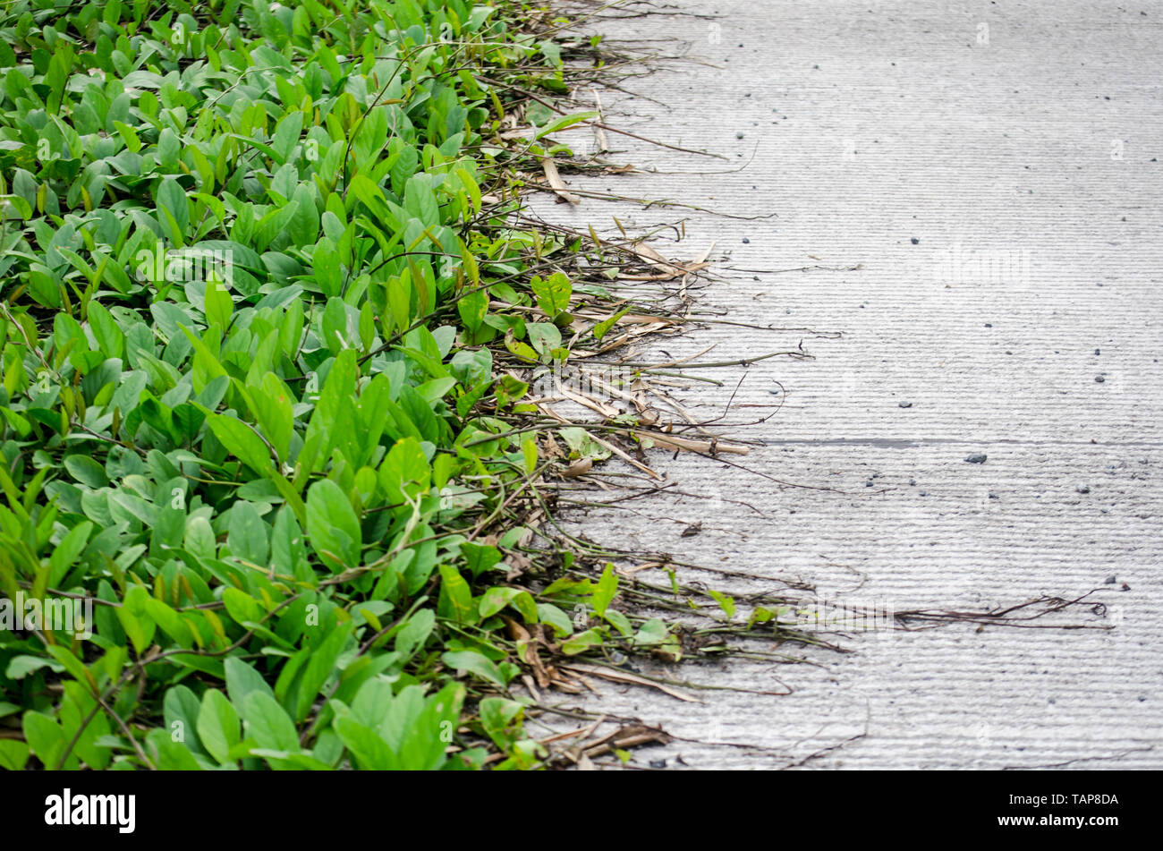 Creeping plants growing on concrete Stock Photo - Alamy