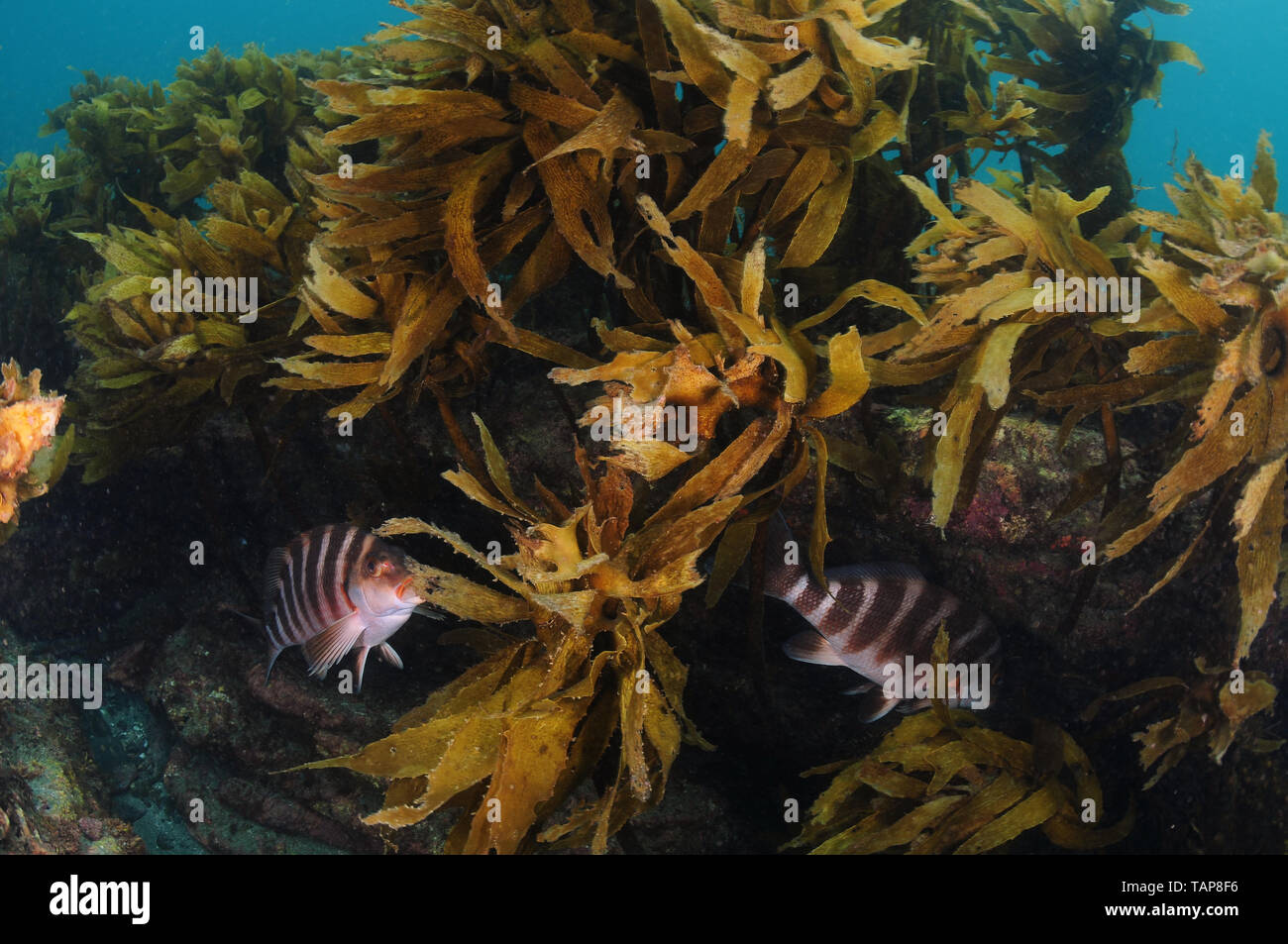 Two Australian banded morwongs Cheilodactylus spectabilis hiding under ...