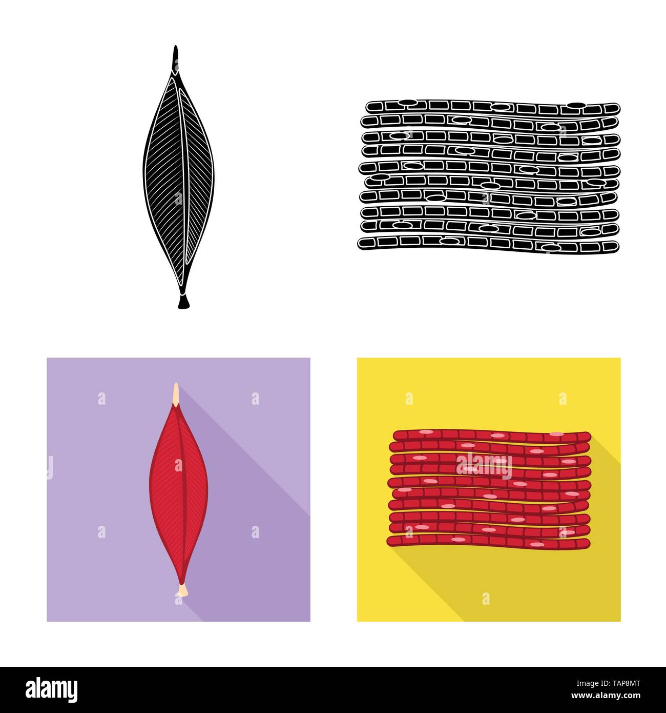 Vector design of fiber and muscular symbol. Set of fiber and body stock ...