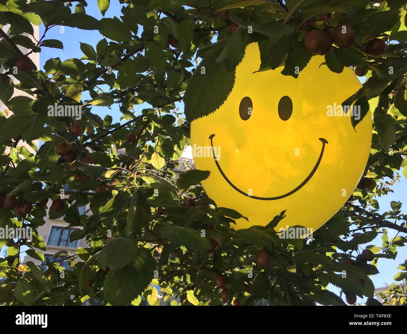Happiness balloon on party Stock Photo - Alamy