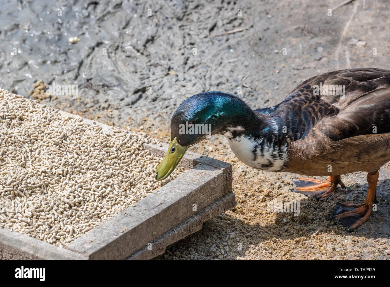 Animal feed in container hi-res stock photography and images - Alamy
