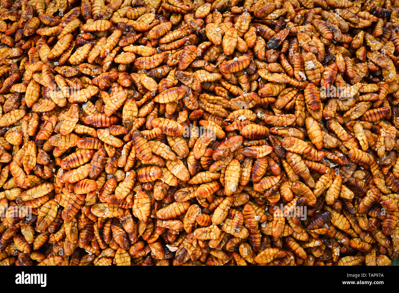 How to eat fried worms hi-res stock photography and images - Alamy