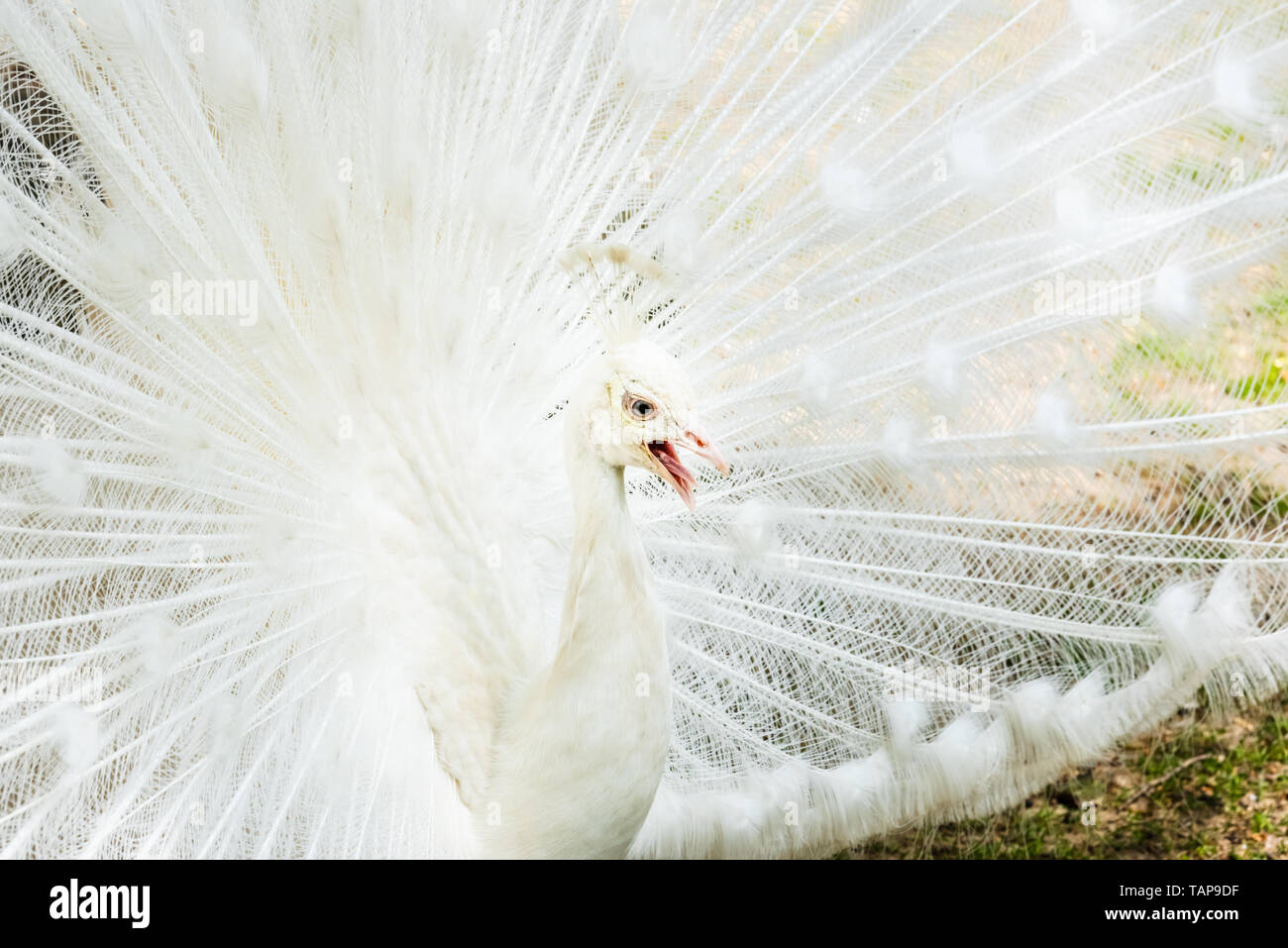 Half Albino Peacock Real
