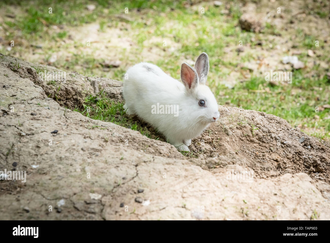 Portrait of white small fluffy rabbit stands on soil in sunny day Stock ...