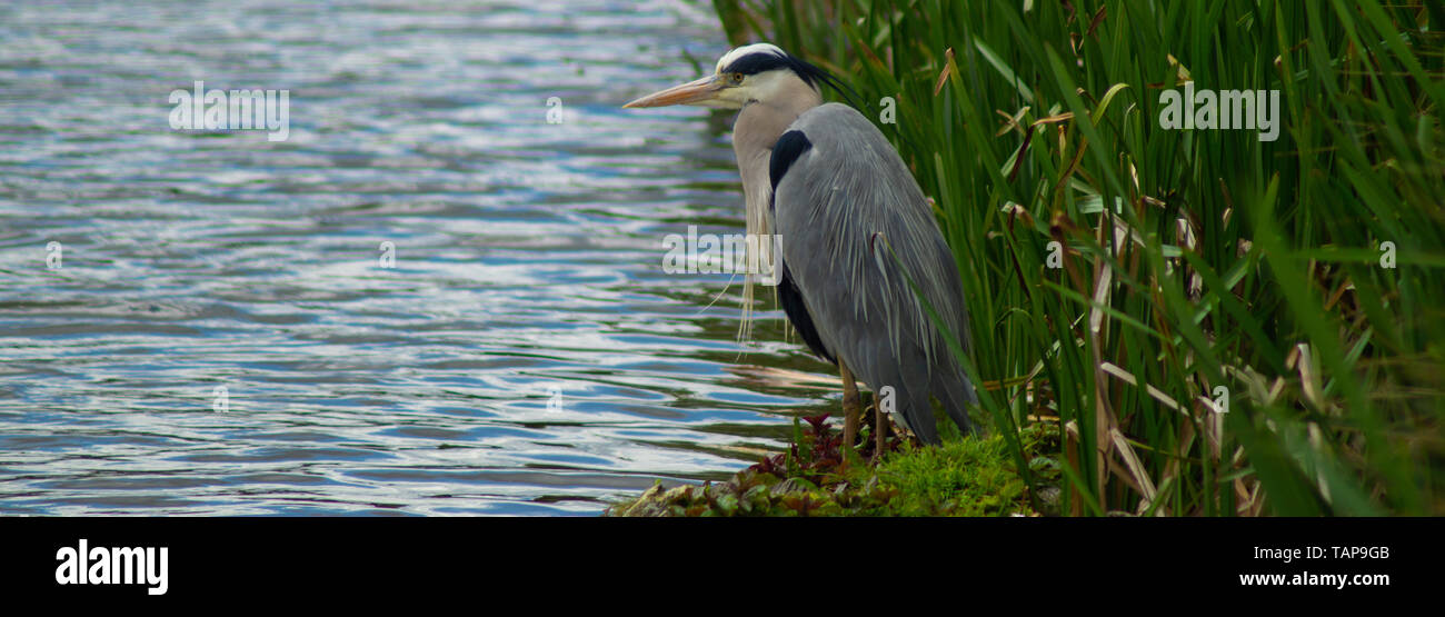 Large Grey Heron, Ardeidae, Single Bird Close Up, eyeline low angle ...