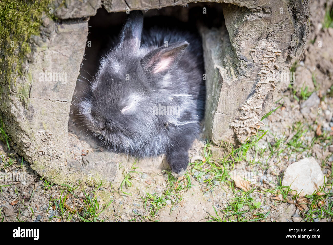 Rabbit log hi-res stock photography and images - Alamy